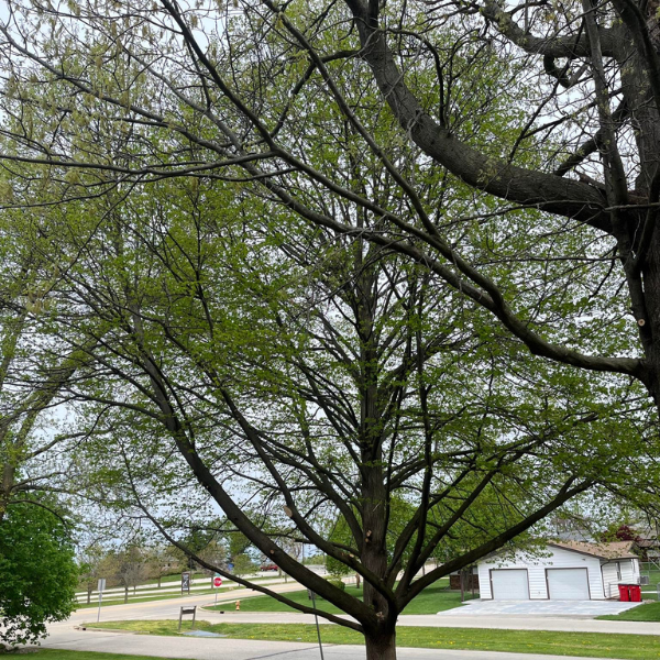 Before and After - Beez Trees