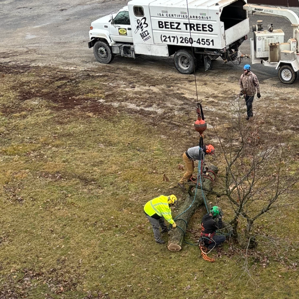 Before and After - Beez Trees