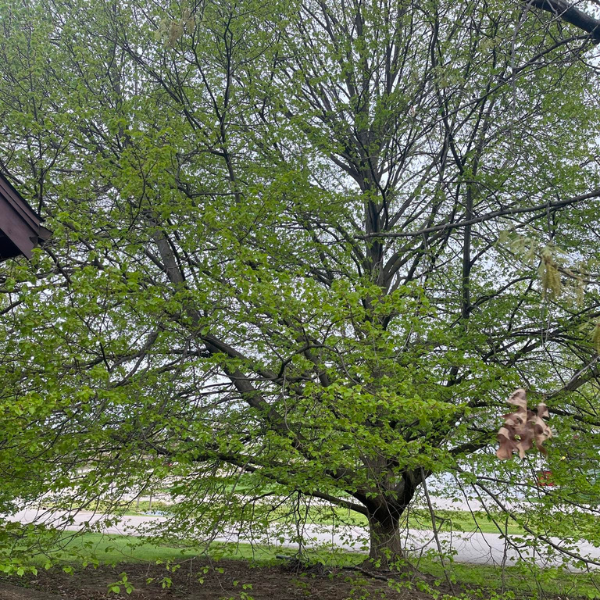 Before and After - Beez Trees