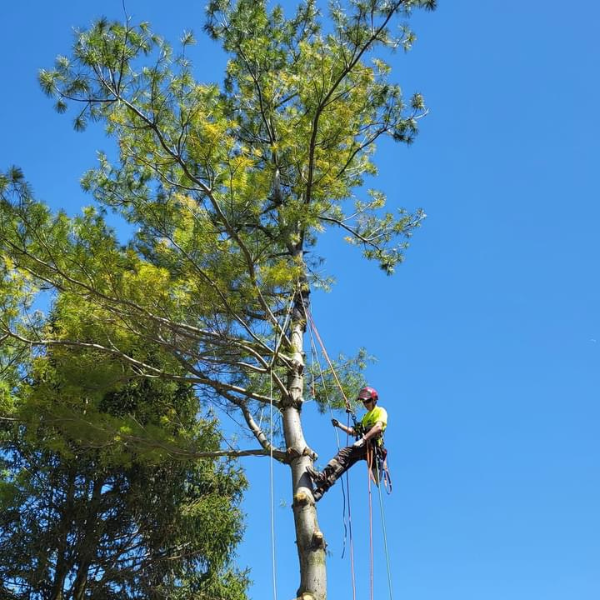 Before and After - Beez Trees